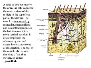 An introduction to the human anatomy for medical students | PPTX