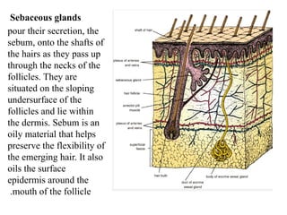 An introduction to the human anatomy for medical students | PPTX