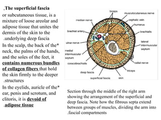 An introduction to the human anatomy for medical students | PPTX