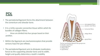 1. introduction to anatomy of periodontium.pptx