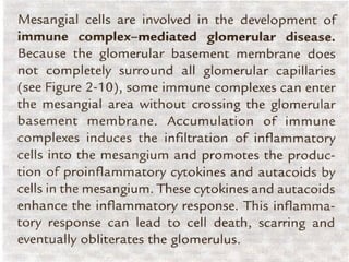1. Introduction to Kidney and the renal circulation | PPT
