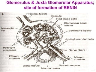 1. Introduction to Kidney and the renal circulation | PPT