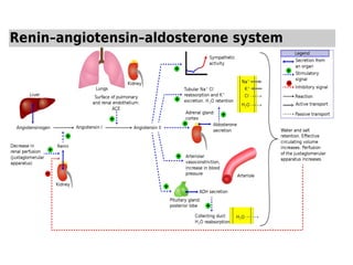 1. Introduction to Kidney and the renal circulation | PPT
