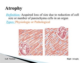 1.3. cellular adaptation. How cell adapt. | PPTX