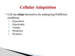 1.3. cellular adaptation. How cell adapt. | PPTX | Pregnancy ...