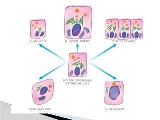1.3. cellular adaptation. How cell adapt. | PPTX