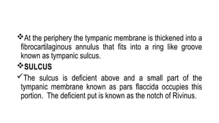 1.ANATOMY OF THE EAR.pptxgcgjjnhnyfzfjbun | PPTX