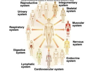 1. Introduction to anatomy and physiology | PPT