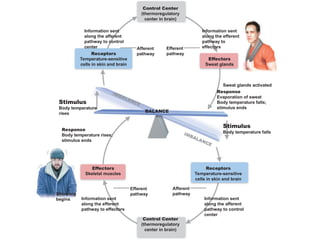 1. Introduction to anatomy and physiology | PPT