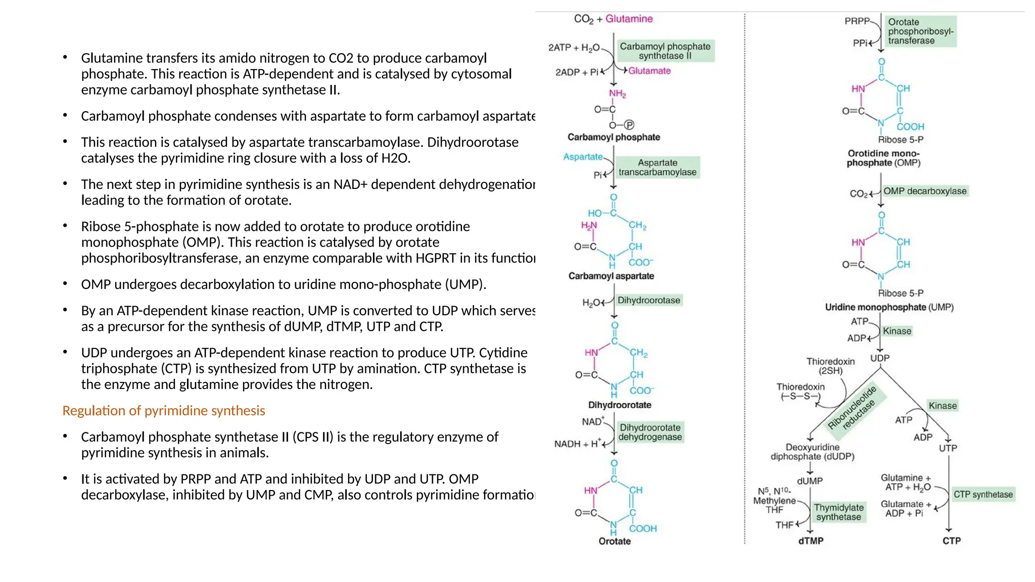 nucleic acid metabolism in the human body | PPTX