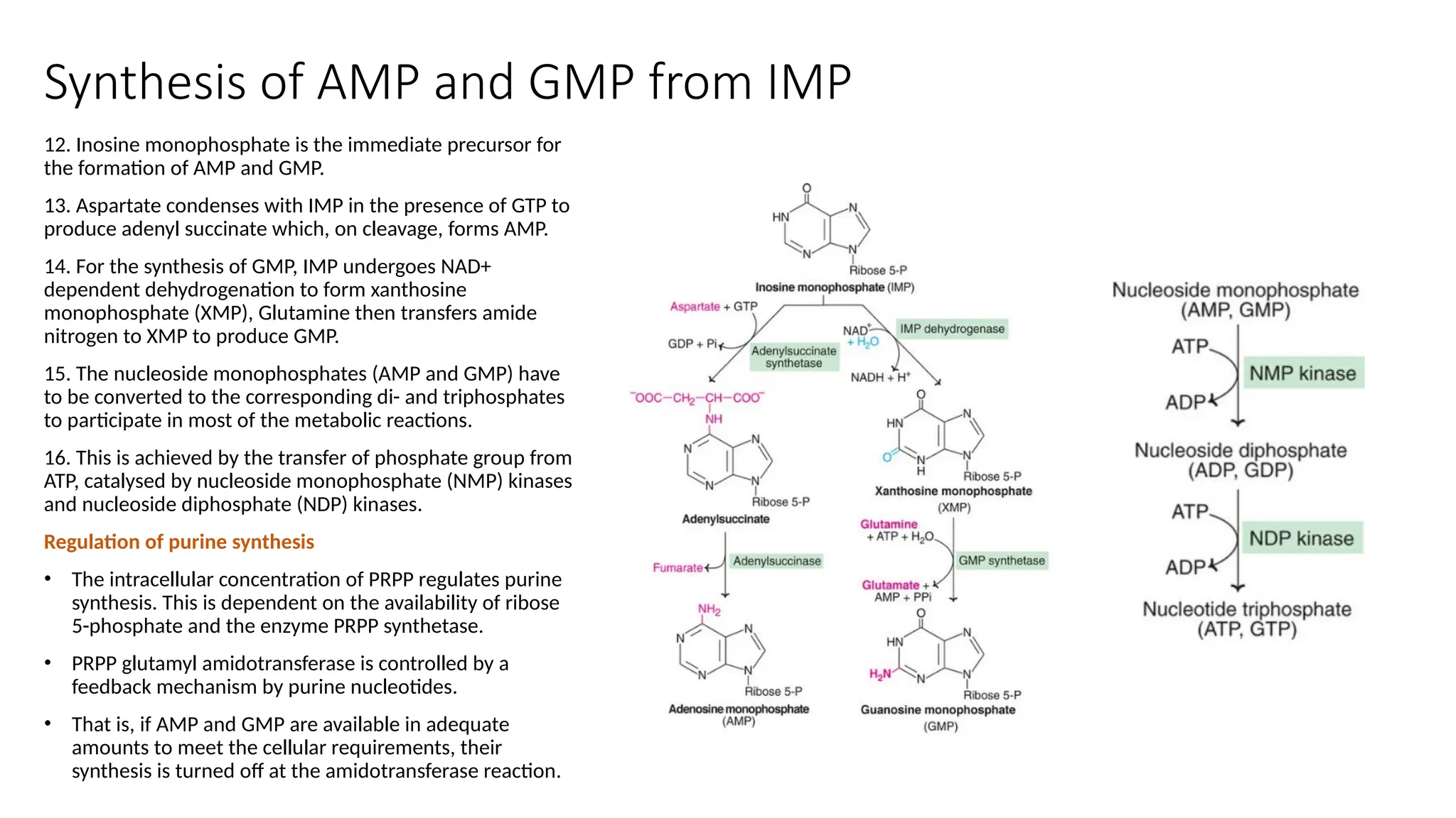 nucleic acid metabolism in the human body | PPTX