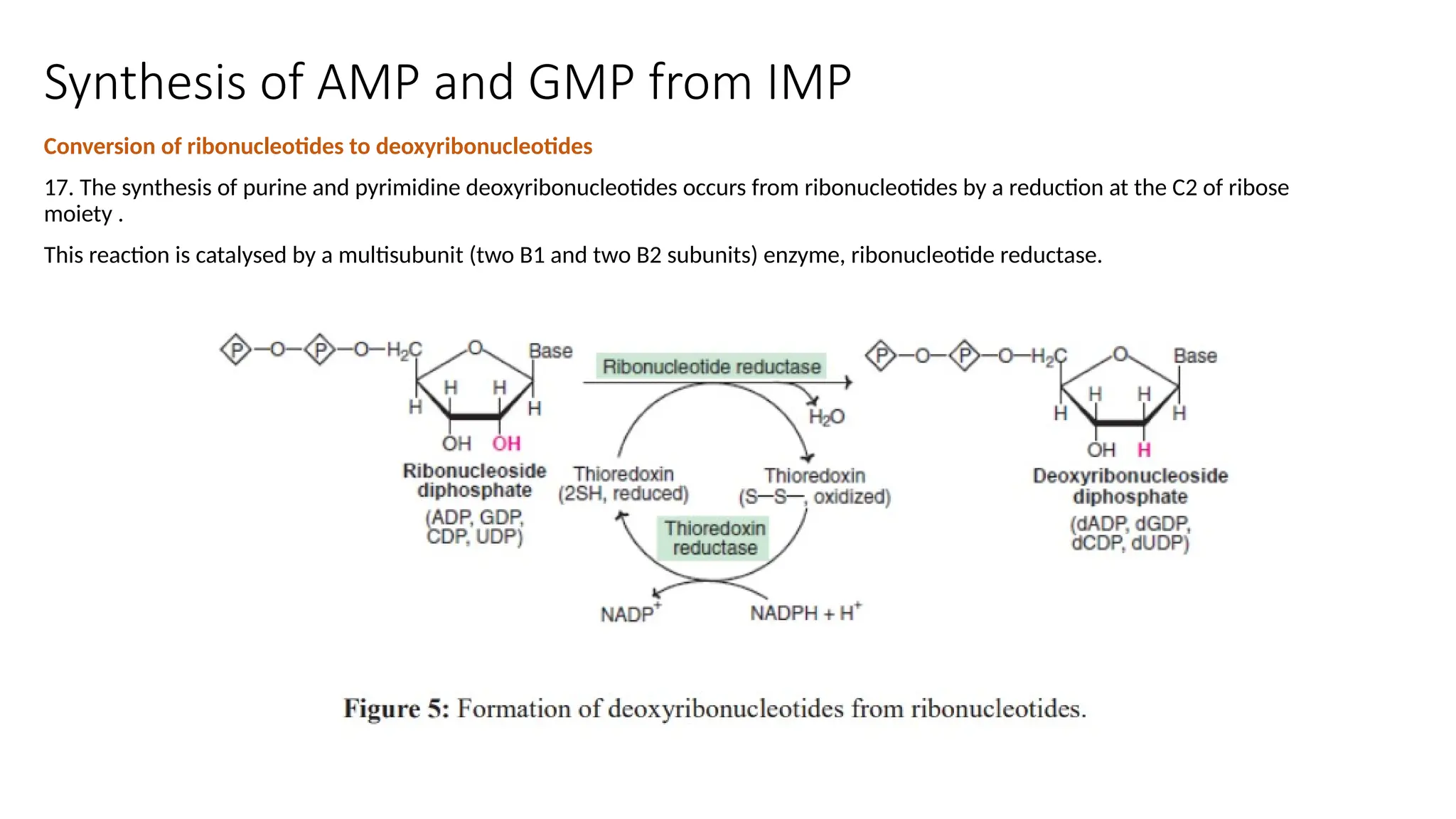 nucleic acid metabolism in the human body | PPTX