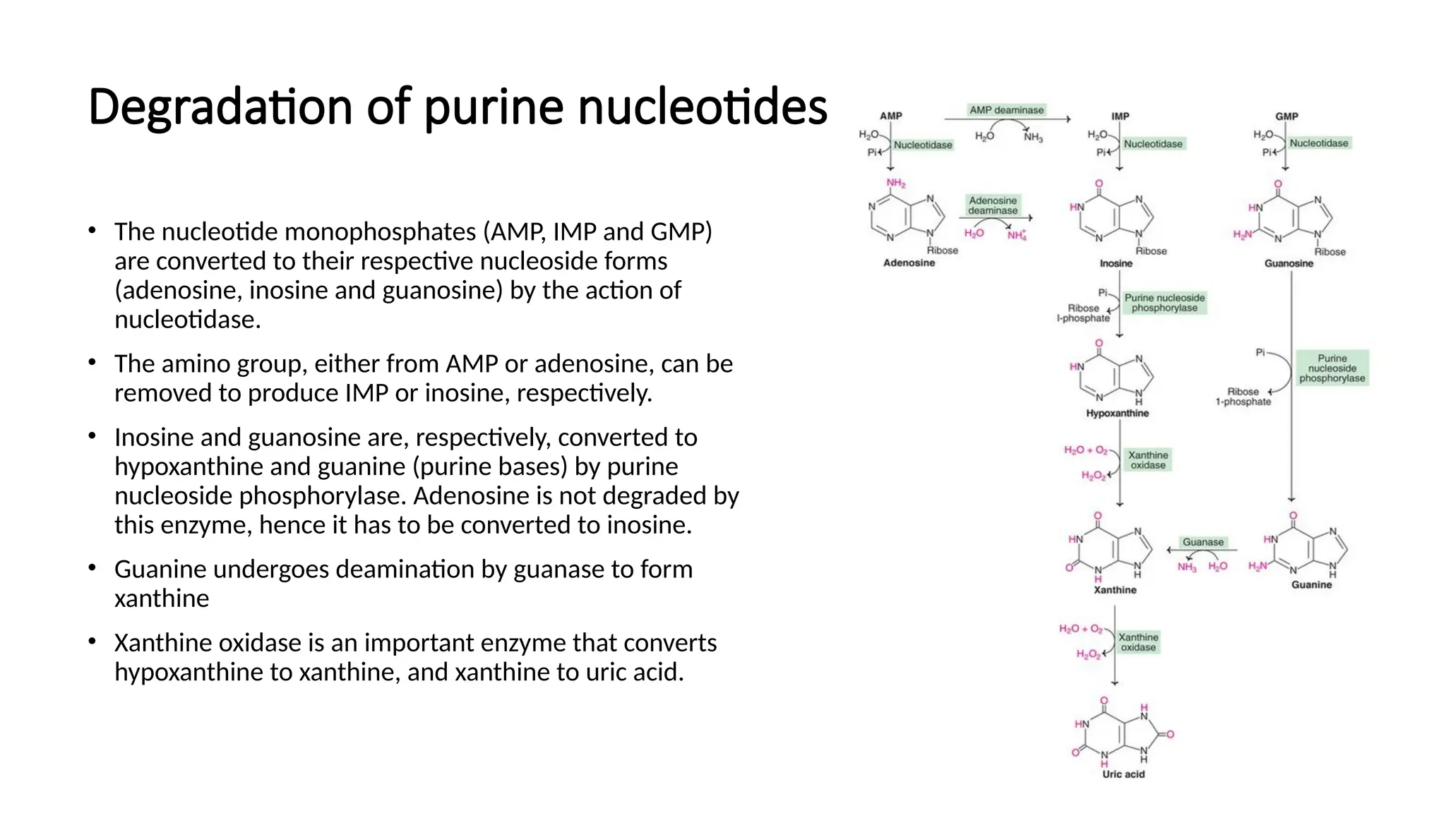 nucleic acid metabolism in the human body | PPTX