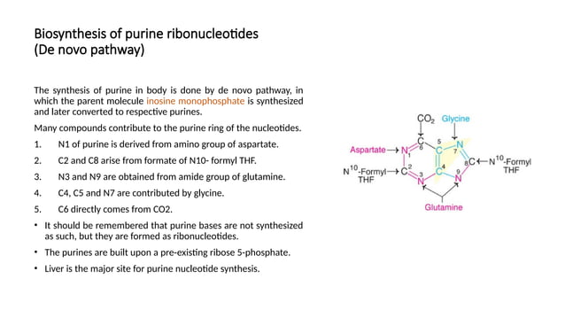 nucleic acid metabolism in the human body | PPT