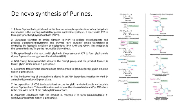 nucleic acid metabolism in the human body | PPT