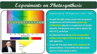 1. Photosynthesis, experiments on Photosynthesis.pptx