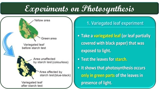 1. Photosynthesis, experiments on Photosynthesis.pptx