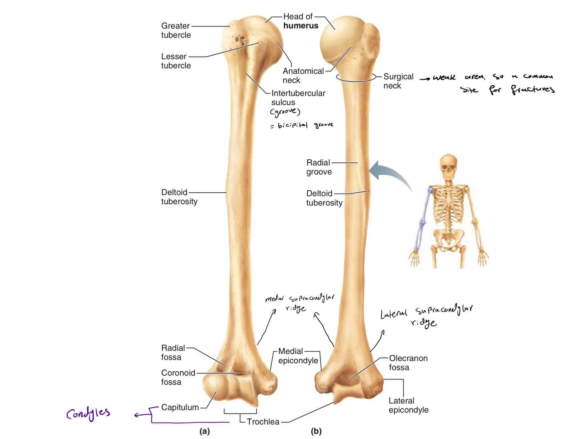 1.2 Upper Limb.pdf anatomy of the upper limb | PPT