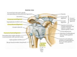 1.2 Upper Limb.pdf anatomy of the upper limb | PDF