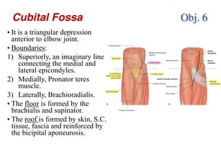 1.2 Upper Limb.pdf anatomy of the upper limb | PPT