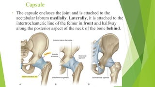 1.3 Lower Limb.pdf anatomy of the lower limb | PDF
