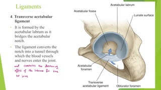 1.3 Lower Limb.pdf anatomy of the lower limb | PDF
