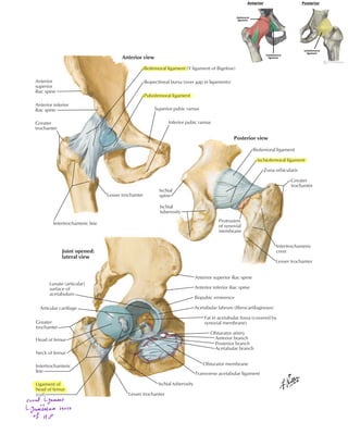1.3 Lower Limb.pdf anatomy of the lower limb | PDF
