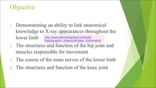 1.3 Lower Limb.pdf anatomy of the lower limb | PDF