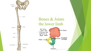 1.3 Lower Limb.pdf anatomy of the lower limb | PDF
