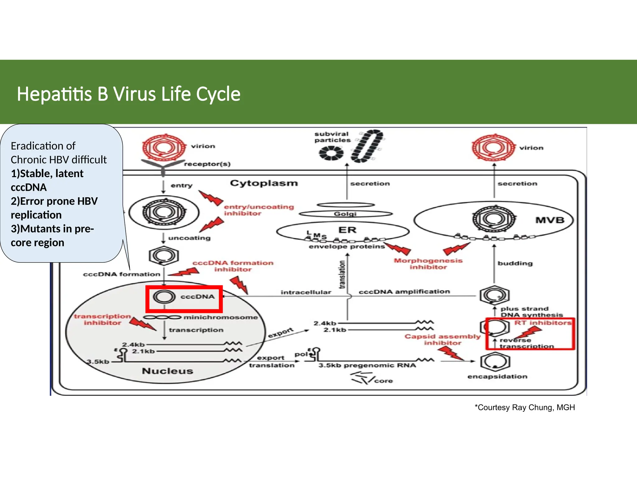 Introduction of hepatitis B virus (HBV).ppt