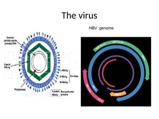 Introduction of hepatitis B virus (HBV).ppt