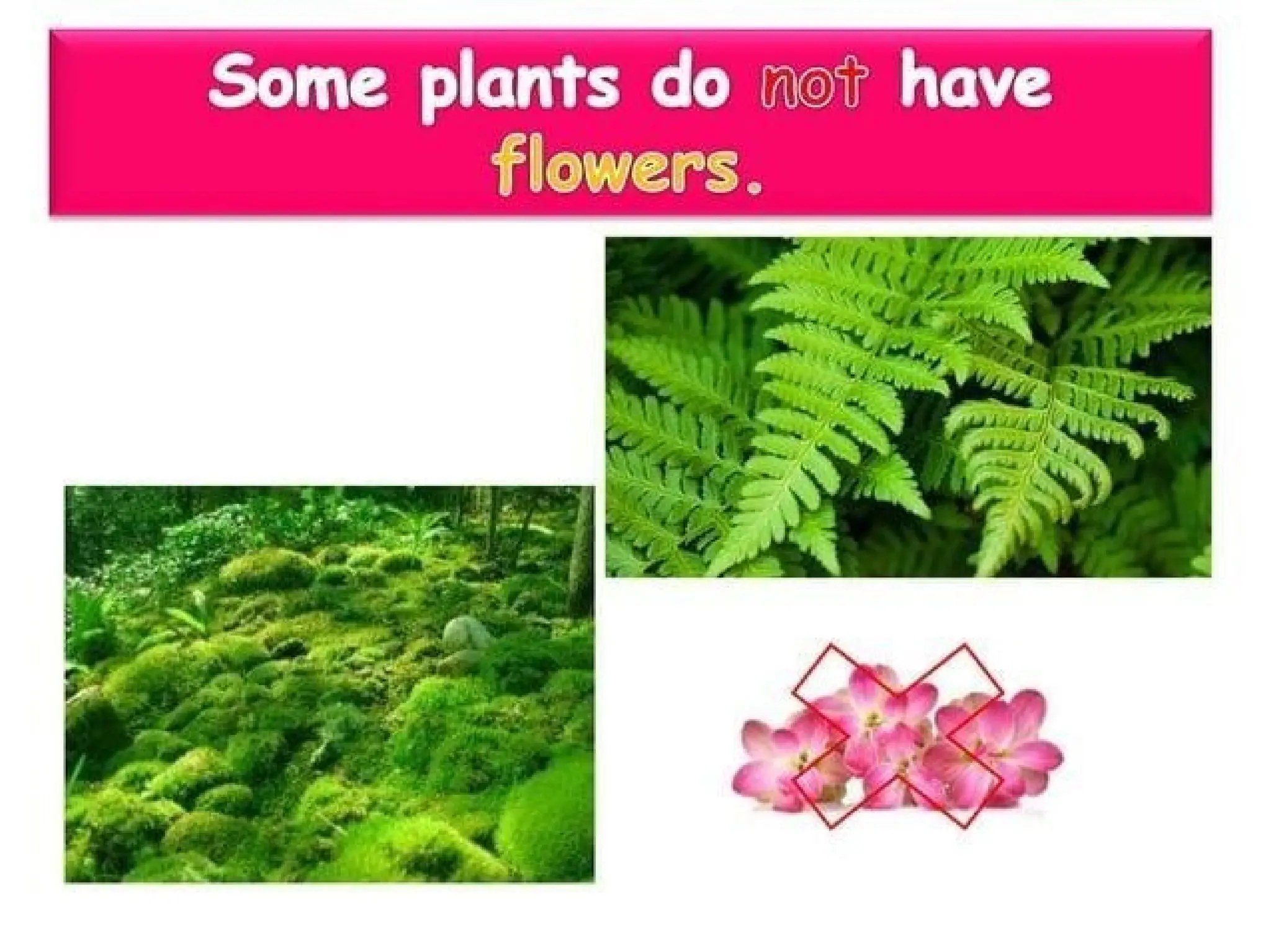 1. SCIENCE for W-6 NONFLOWERING PLANTS.pptx