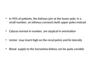 kidney and ureter anatomy and congenital | PPT
