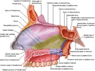 Anatomy of nose Part of ENT structure and it's well labelled | PPT
