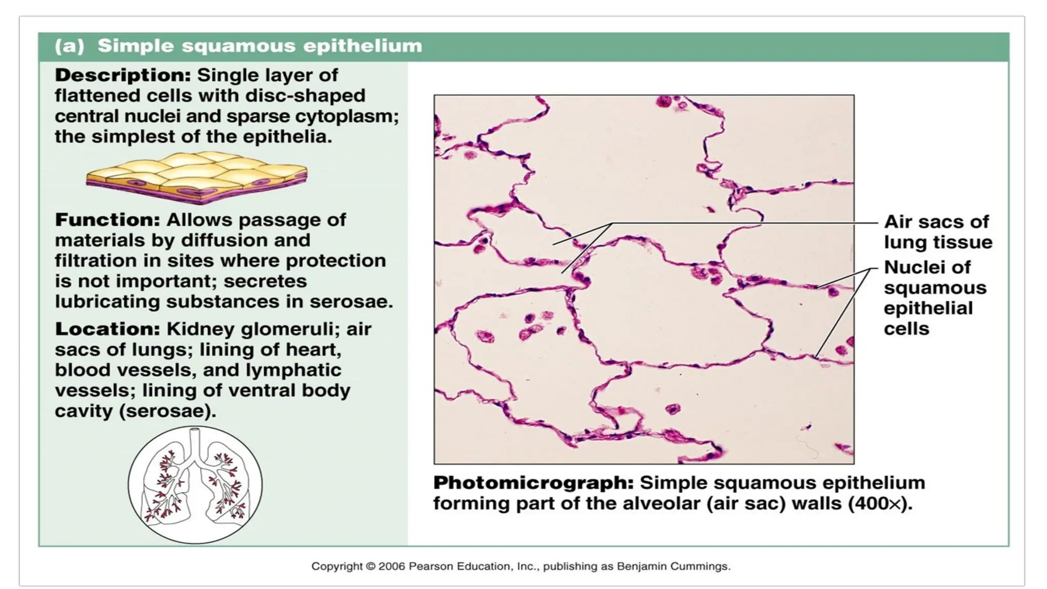1. Histology Epithelial tissues university of health science.pptx