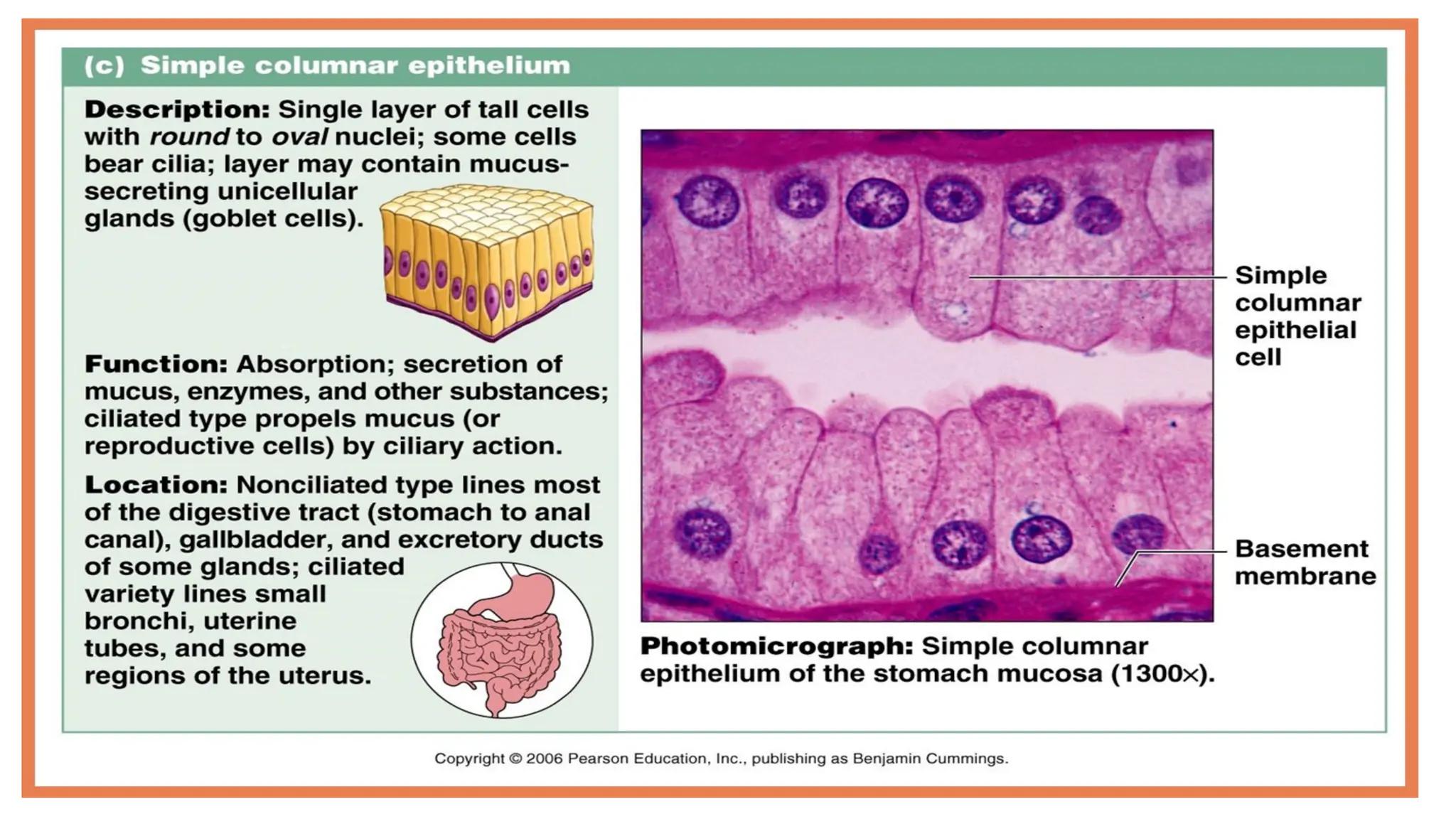 1. Histology Epithelial tissues university of health science.pptx