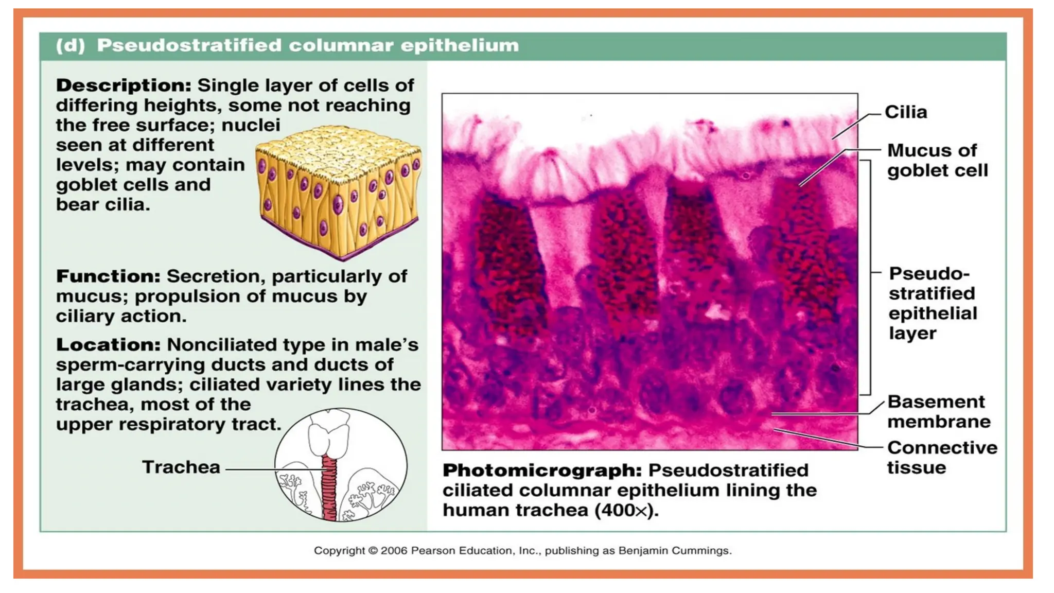1. Histology Epithelial tissues university of health science.pptx
