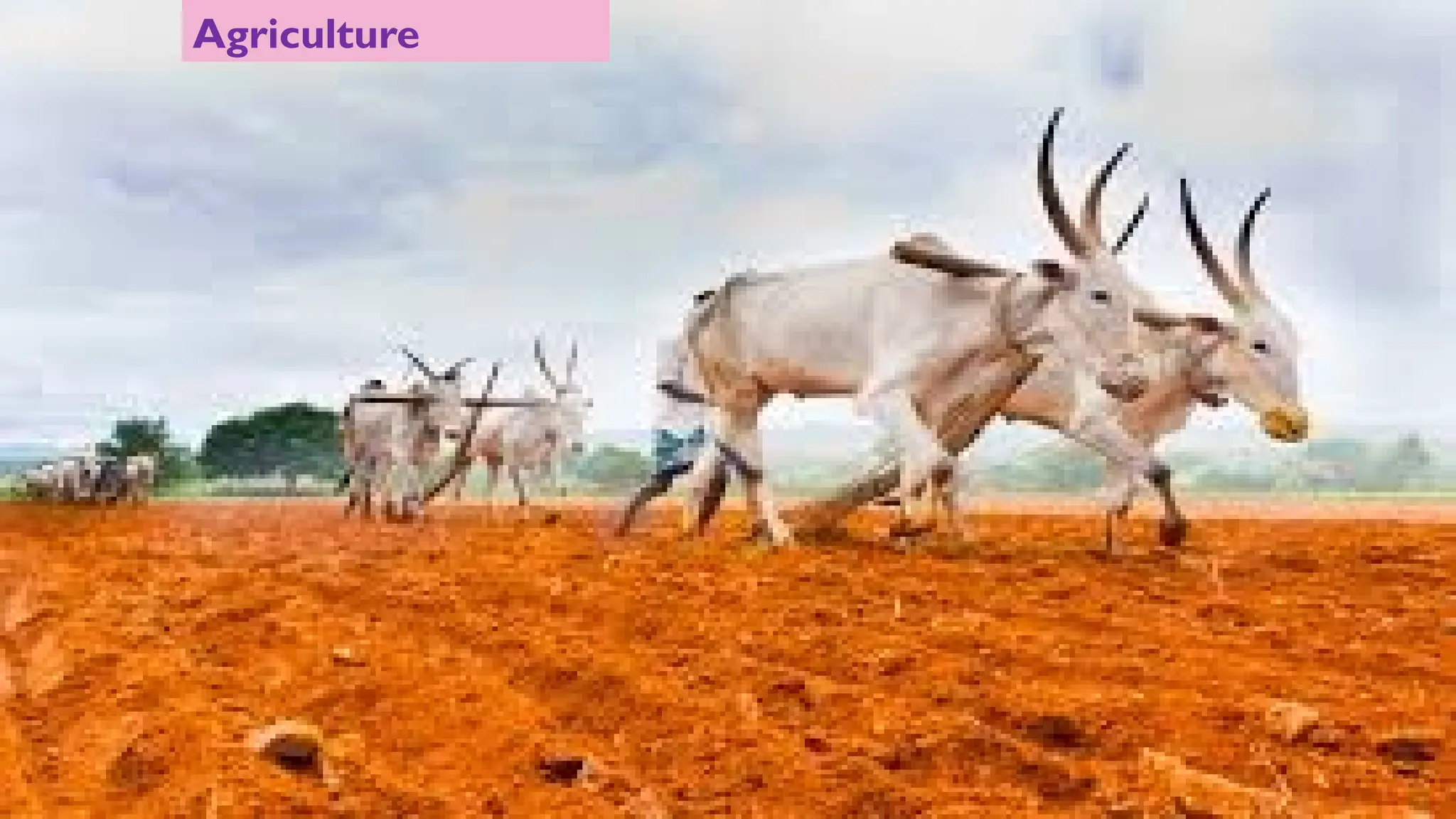 Introduction to Agriculture, intro to agronomy and what is a crop and ...