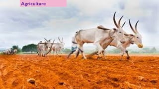 Introduction to Agriculture, intro to agronomy and what is a crop and ...