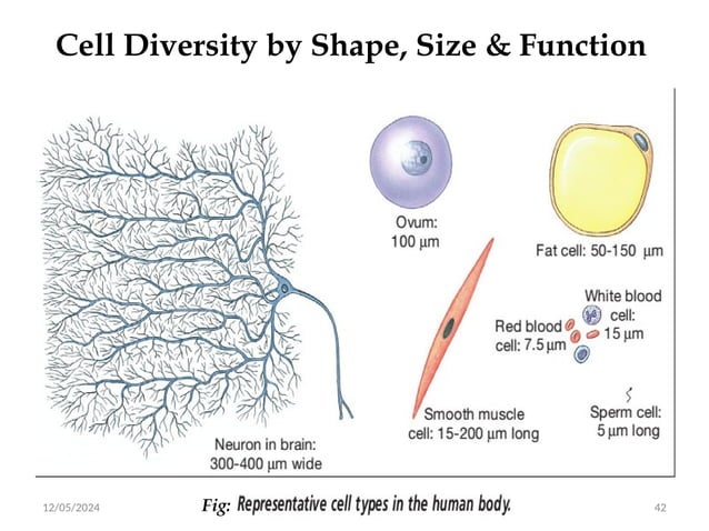 Introduction to physiology power point.pptx