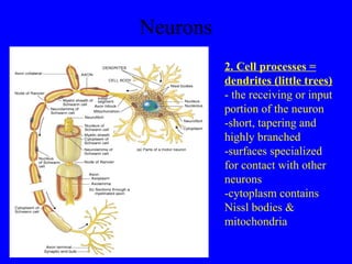 1. Introduction to the Nervous System and Nerve Tissue.ppt