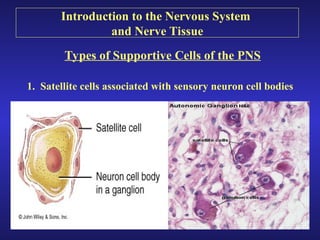 1. Introduction to the Nervous System and Nerve Tissue.ppt