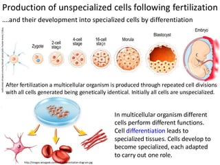1. B 2.3 SL cell differentiation presentation.pdf
