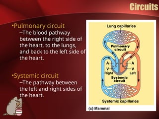 Circulatory System - Organ and Function.pptx