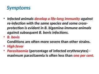Bovine Babesiosis Bovis by Dr Jawad Younas | PPTX
