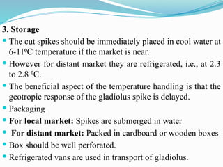 1. Cultivation Practice of Gladiolus.pptx