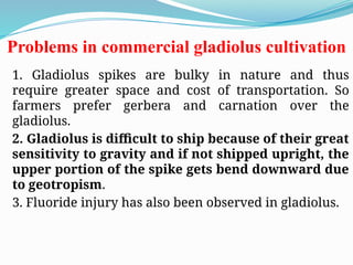 1. Cultivation Practice of Gladiolus.pptx