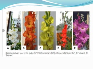 1. Cultivation Practice of Gladiolus.pptx