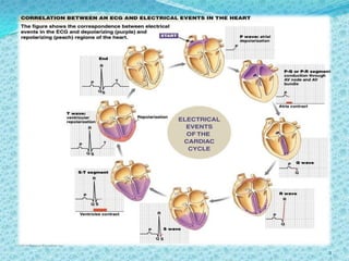 1. ECG Interpretation (basics of Electrical activity ogmf the heart).pdf