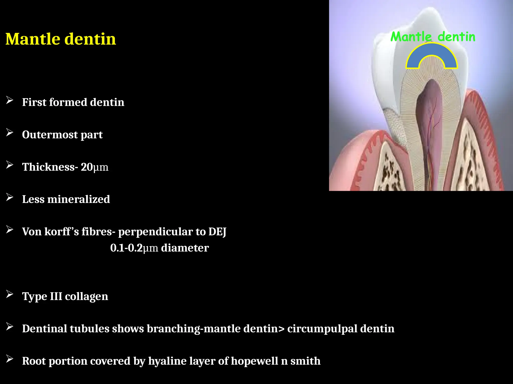 1. Dentin structure of toothtypes of dentin inter | PPTX